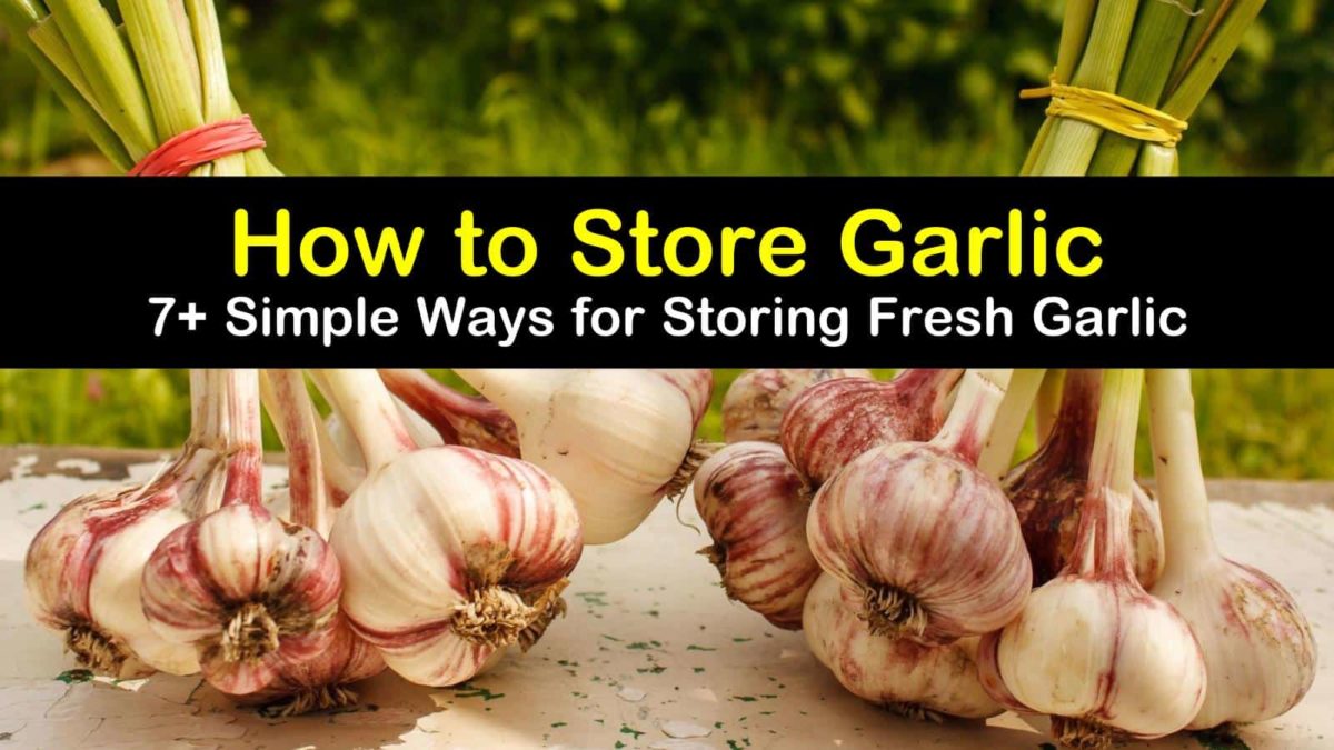 7+ Simple Ways for Storing Fresh Garlic