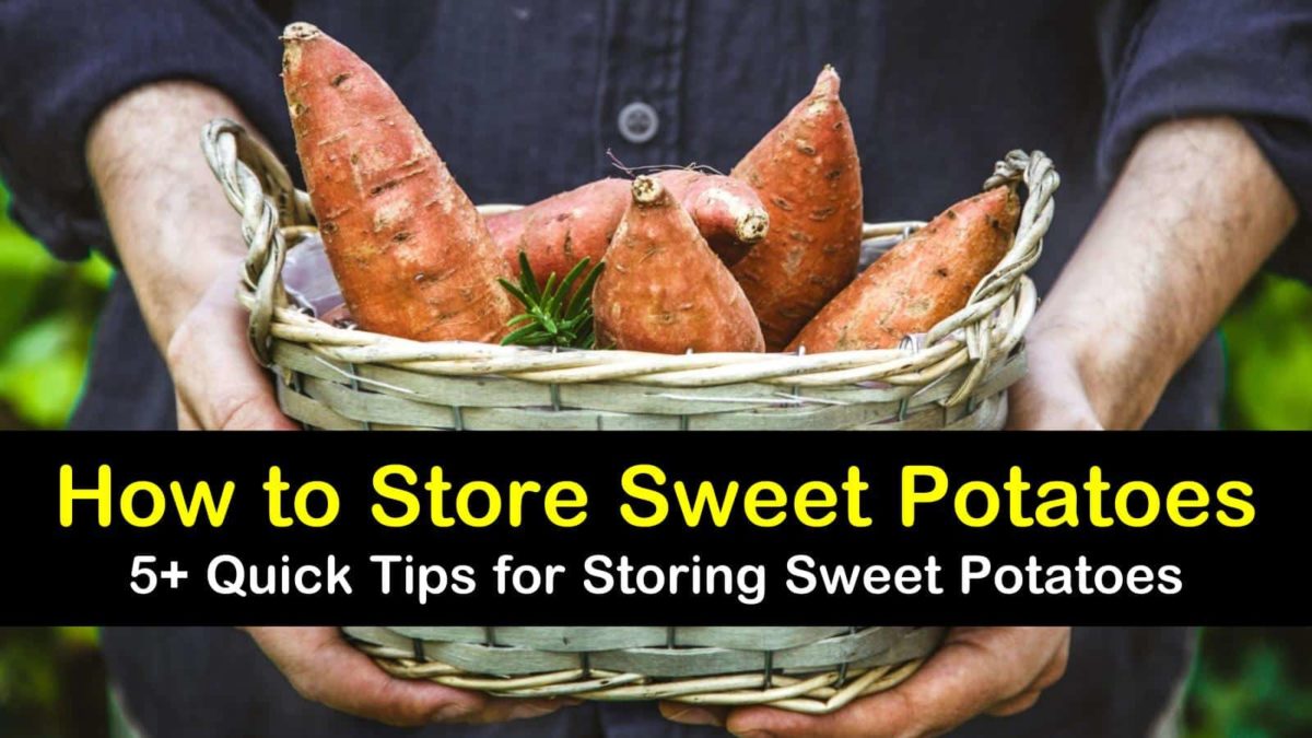 5+ Quick Tips for Storing Sweet Potatoes