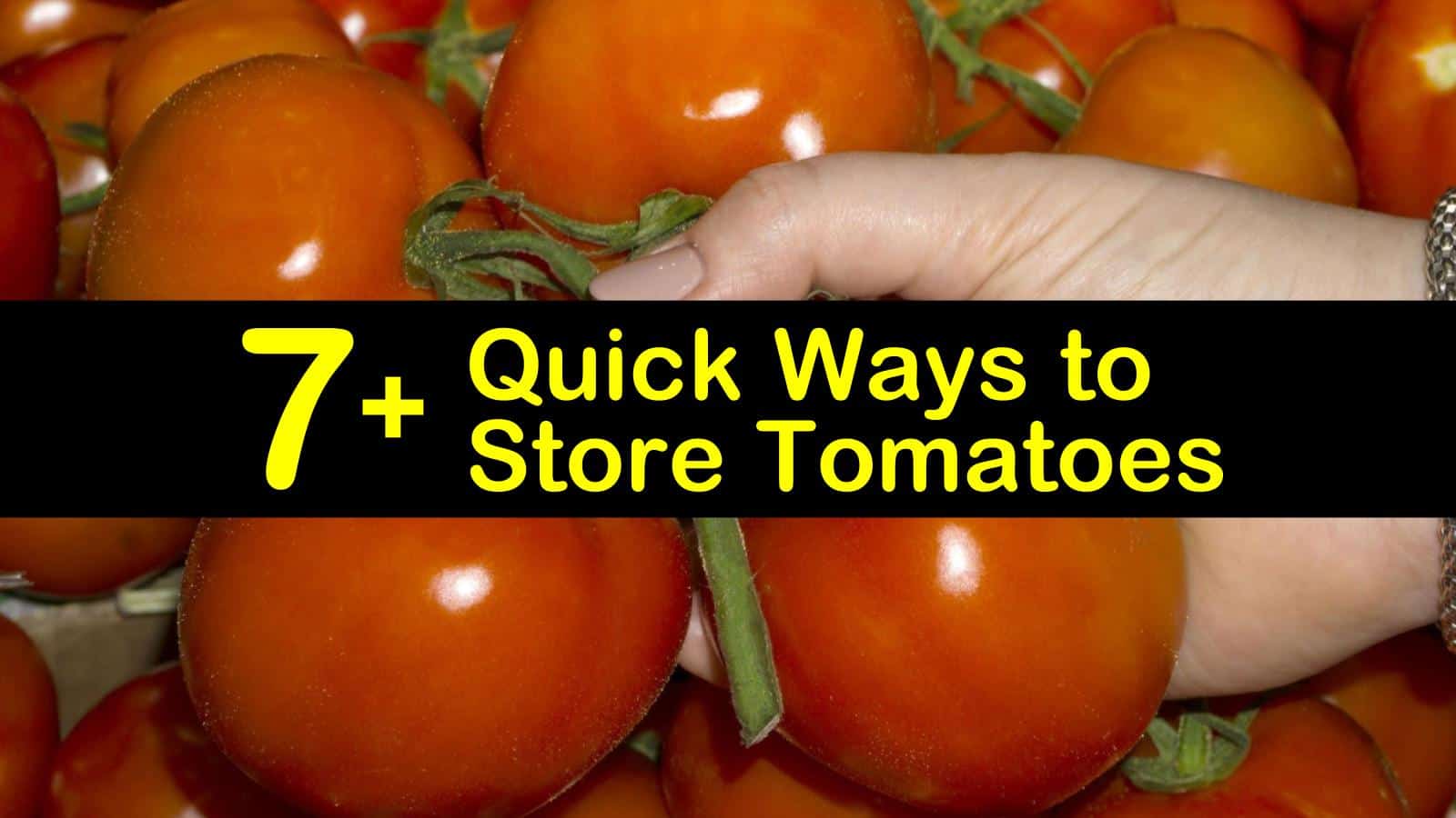 How To Keep Tomatoes Fresh - Newspaperagency Murasakinyack How To Keep Tomatoes Fresh - Newspaperagency Murasakinyack