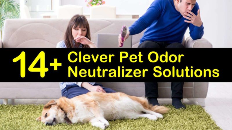 14+ Clever Pet Odor Neutralizer Solutions