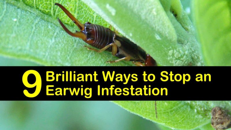 9 Brilliant Ways to Stop an Earwig Infestation