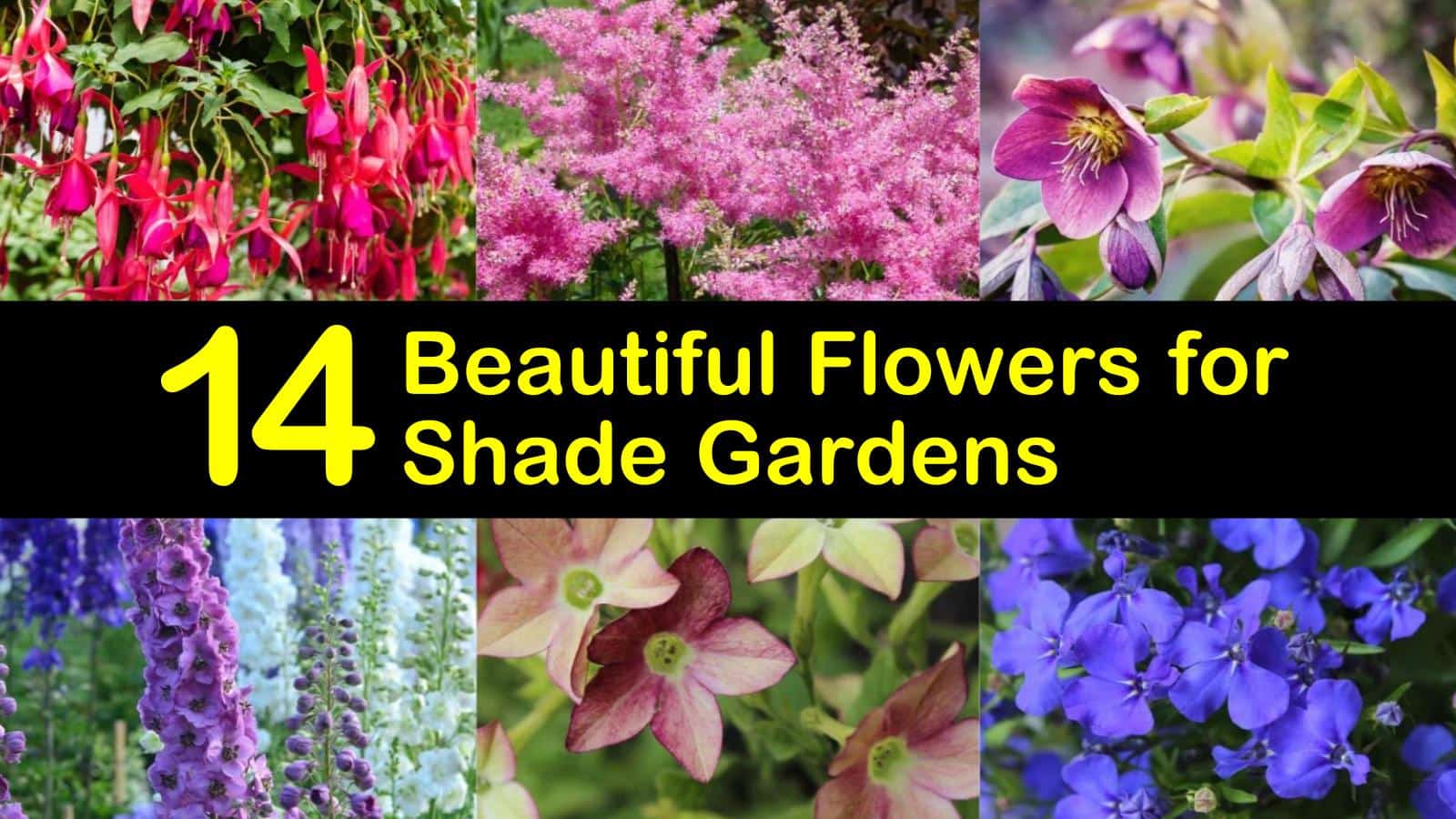 14 Beautiful Flowers for Shade Gardens