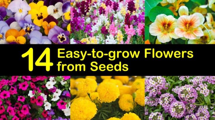 14 Easy-to-grow Flowers from Seeds