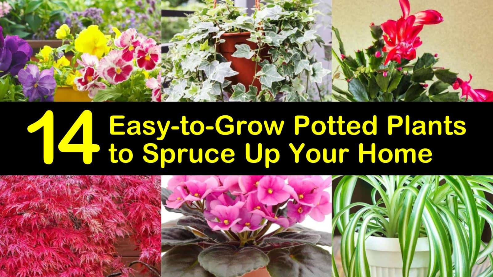 14 Easy-to-Grow Potted Plants to Spruce Up Your Home