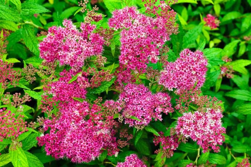 14 Easy to Grow Bushes that Bloom Beautifully