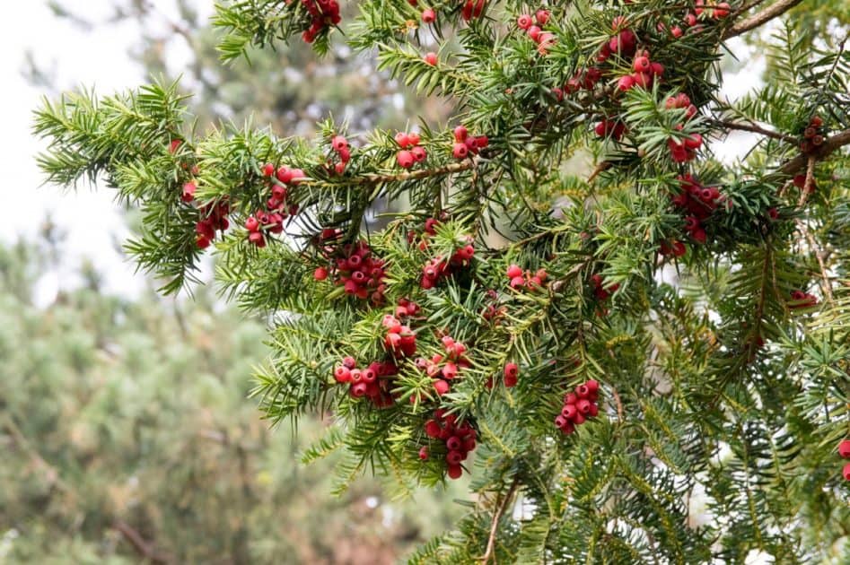14 Amazing Evergreen Shrubs to Spruce up the Front of Your House