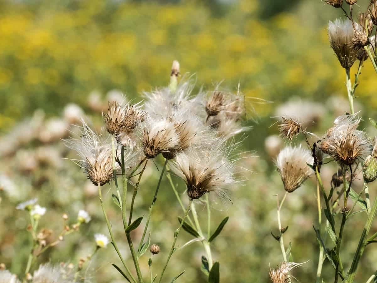 17 Attractive Invasive Plants that Will Take Over Your Garden