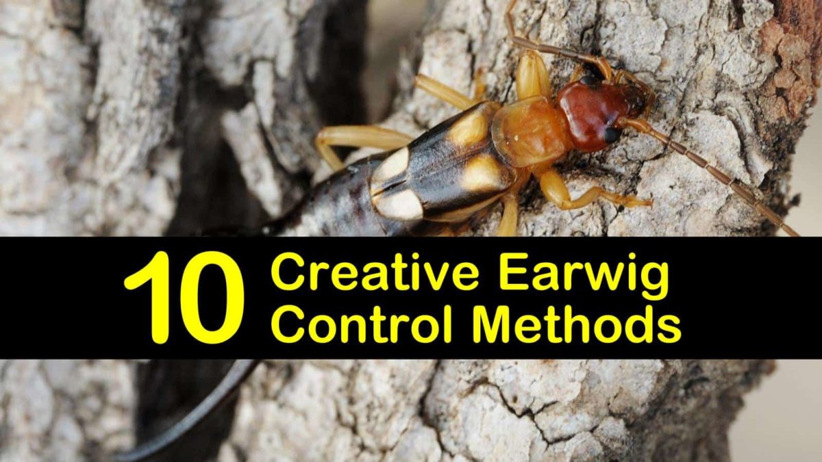10 Creative Earwig Control Methods