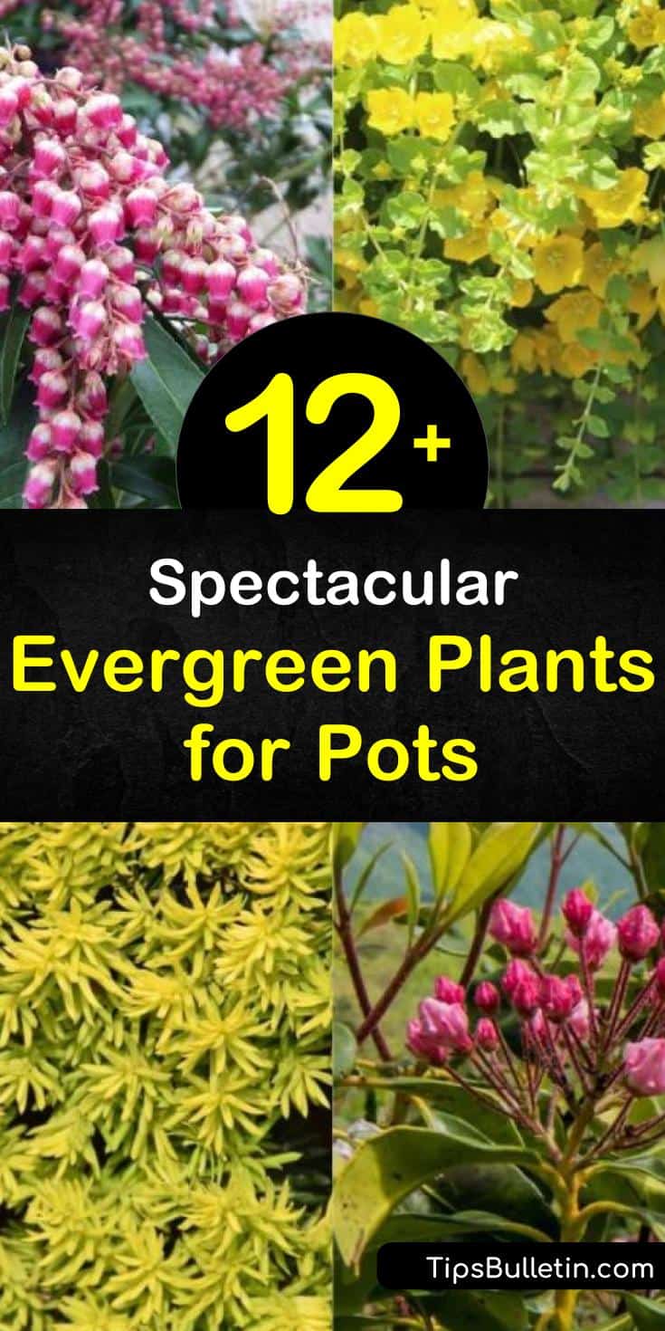 12 Spectacular Evergreen Plants For Pots