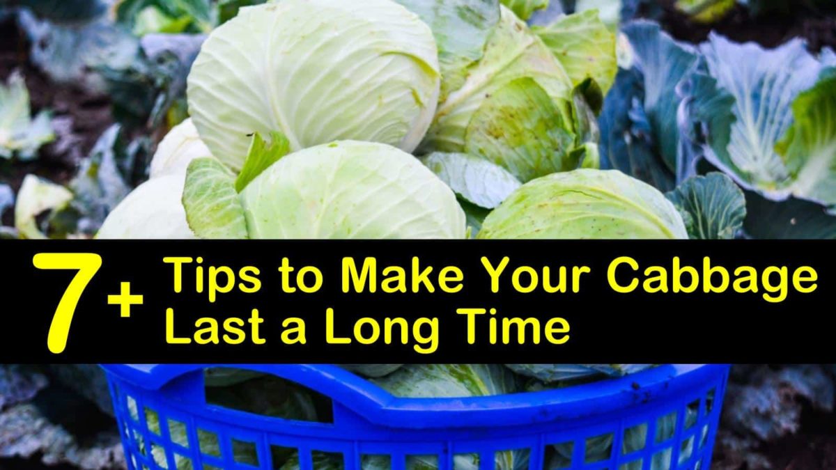 7+ Tips to Make Your Cabbage Last a Long Time
