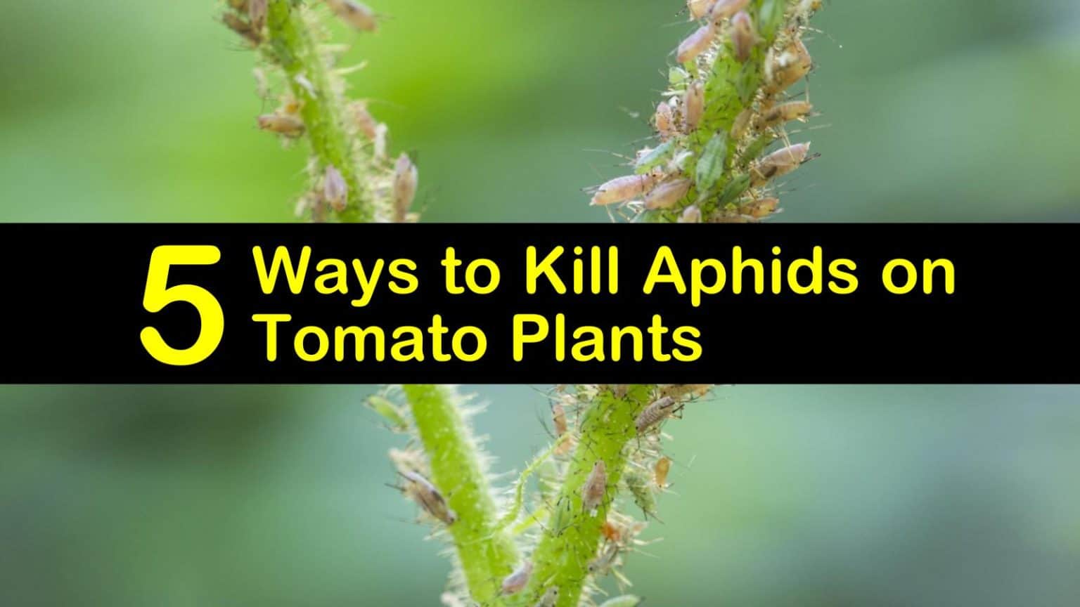 5 Ways to Kill Aphids on Tomato Plants