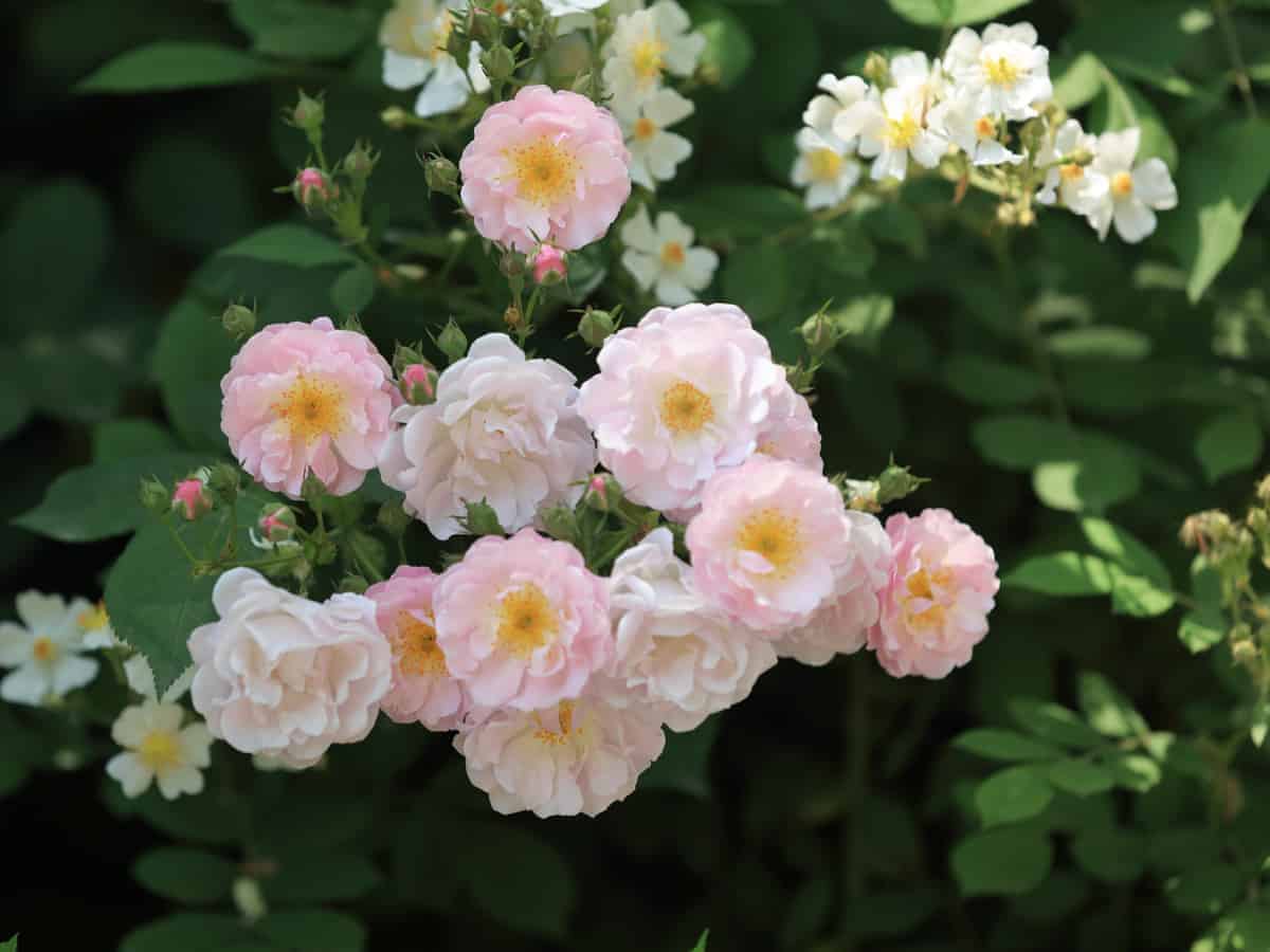 17 Attractive Invasive Plants that Will Take Over Your Garden