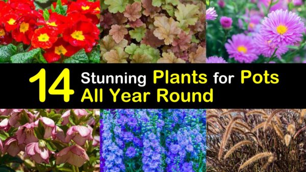 14 Stunning Plants for Pots All Year Round