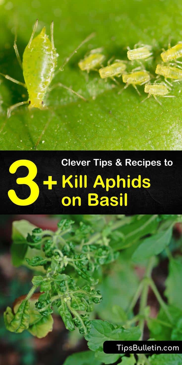 3+ Savvy Tips and Recipes to Kill Aphids on Basil
