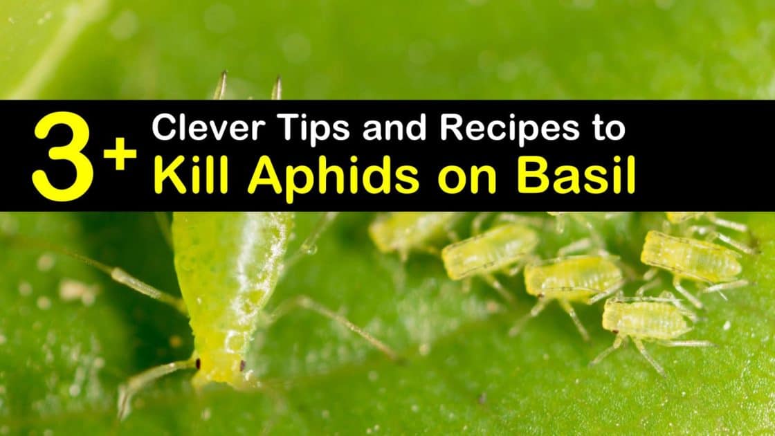 3+ Savvy Tips and Recipes to Kill Aphids on Basil