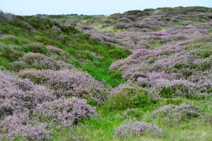 14 Mind-Blowing Dwarf Evergreen Shrubs for Full Sun