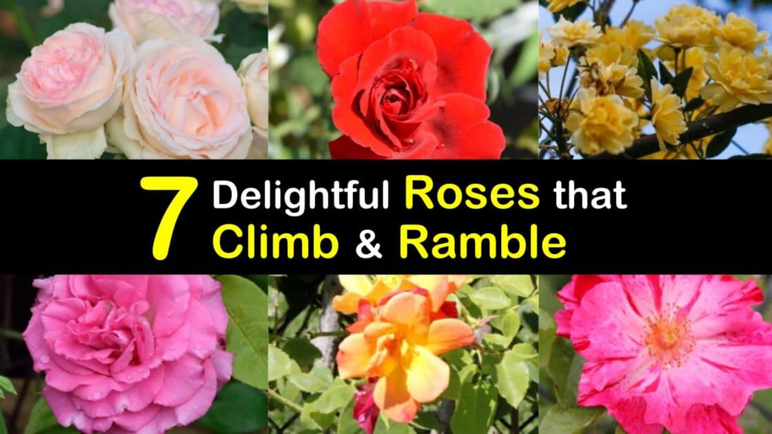 7 Delightful Roses that Climb & Ramble