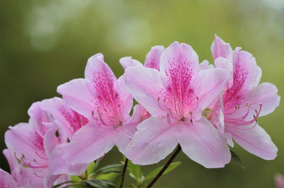 7 Stunning Azaleas that Bloom More than Once