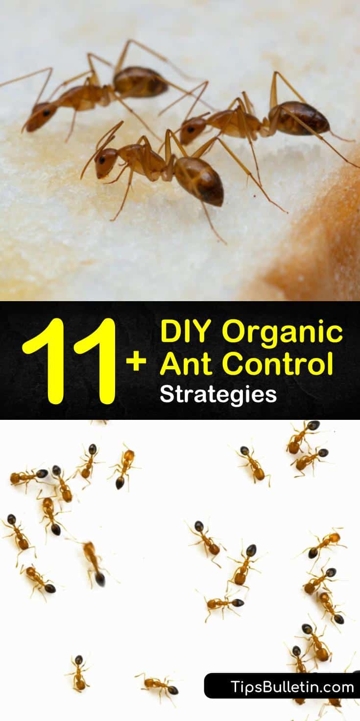 11+ DIY Organic Ant Control Tips & Recipes 11+ DIY Organic Ant Control Tips & Recipes