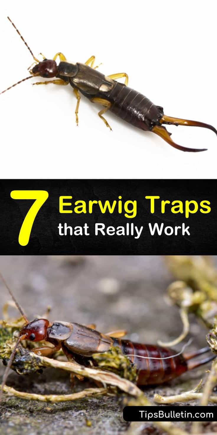 7 Earwig Traps that Really Work