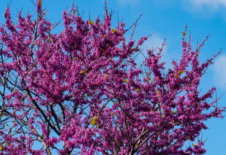 14 Amazing Trees That Hummingbirds Love