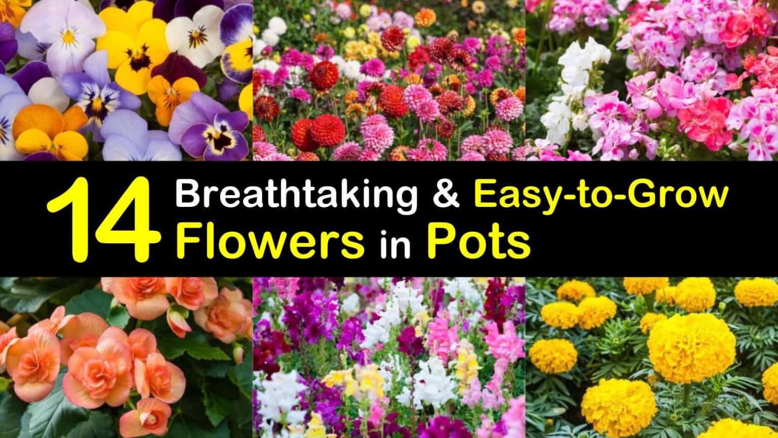 14 Breathtaking and Easy-to-Grow Flowers in Pots