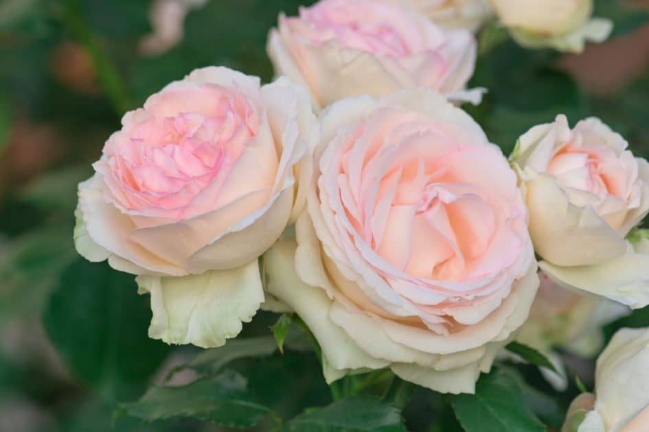 7 Delightful Roses that Climb & Ramble
