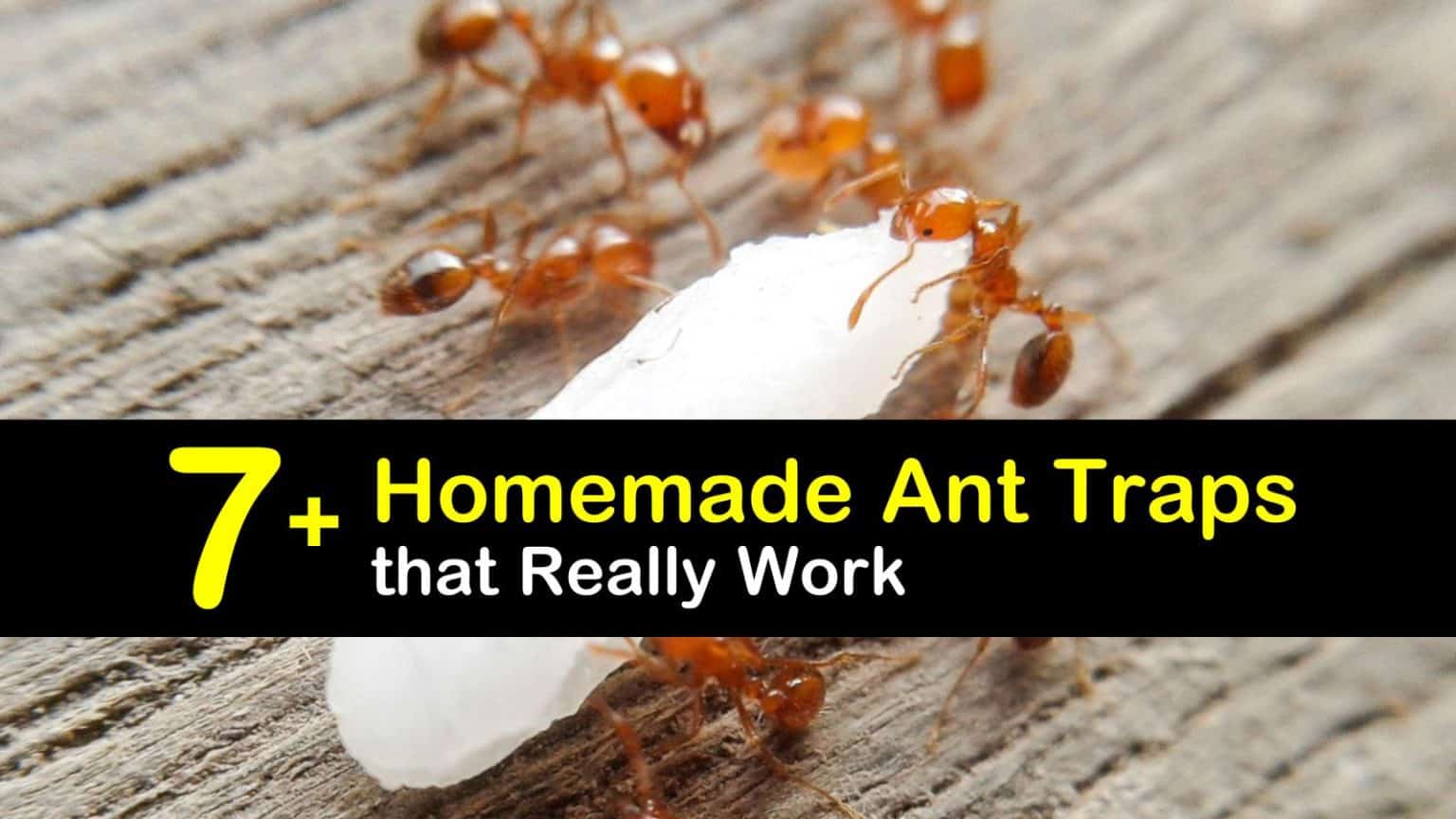 7 Homemade Ant Traps That Really Work