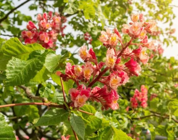 14 Amazing Trees That Hummingbirds Love