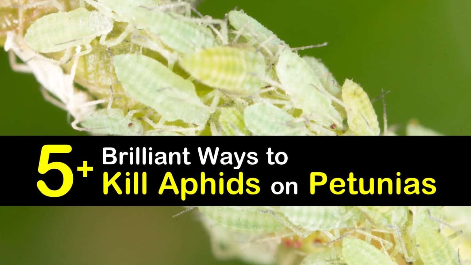 5+ Brilliant Ways to Kill Aphids on Petunias