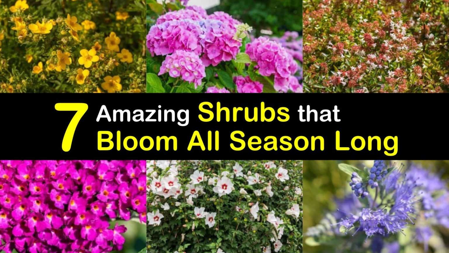 7 Amazing Shrubs that Bloom All Season Long