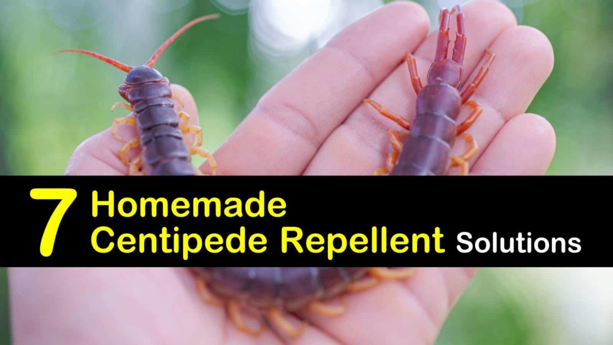 Brilliant Centipede Control Home Remedies