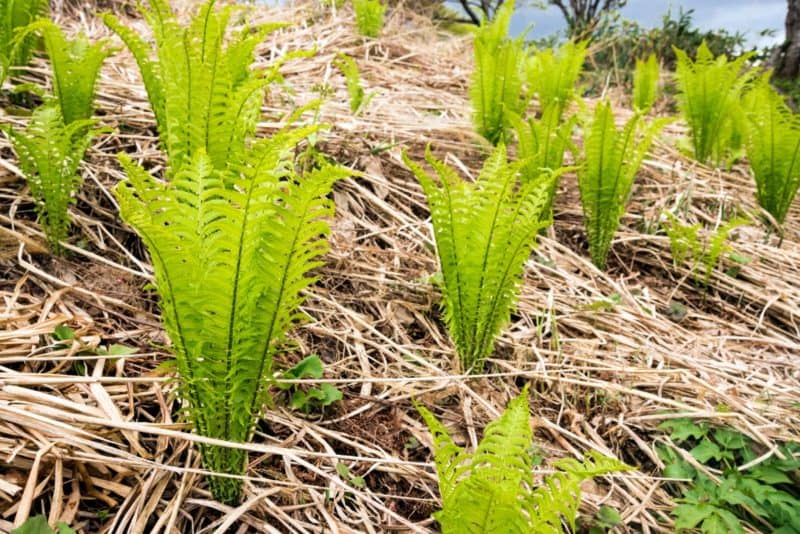 7 Brilliant Ferns with Colorful Foliage