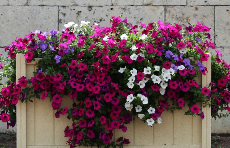 14 Pretty Annuals that Thrive in Hot & Sunny Places