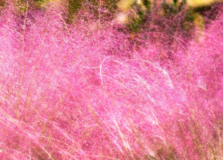 14 Amazing Summer-Flowering Grasses You Can't Pass Up