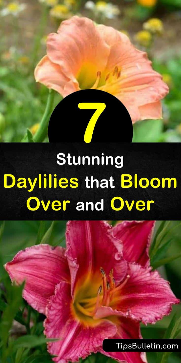7 Stunning Daylilies that Bloom Over and Over