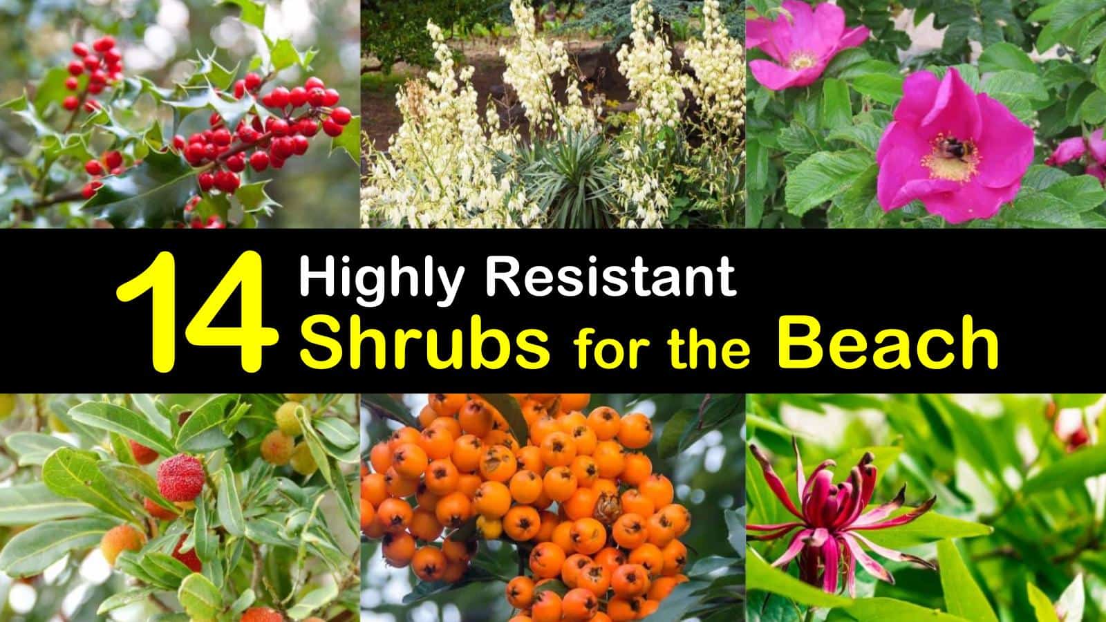 14 Highly Resistant Shrubs for the Beach