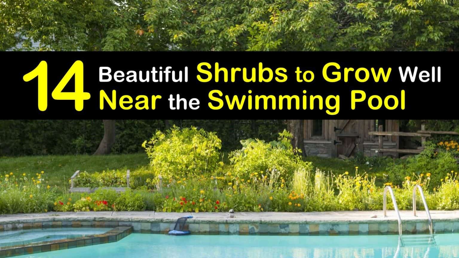 14 Beautiful Shrubs to Grow Well Near the Swimming Pool