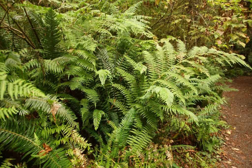 14 Attractive Ground Cover Ferns for the Shade Garden
