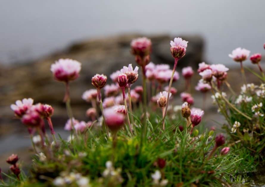 14 Amazing Vines to Spice Up Beaches and Coastal Gardens