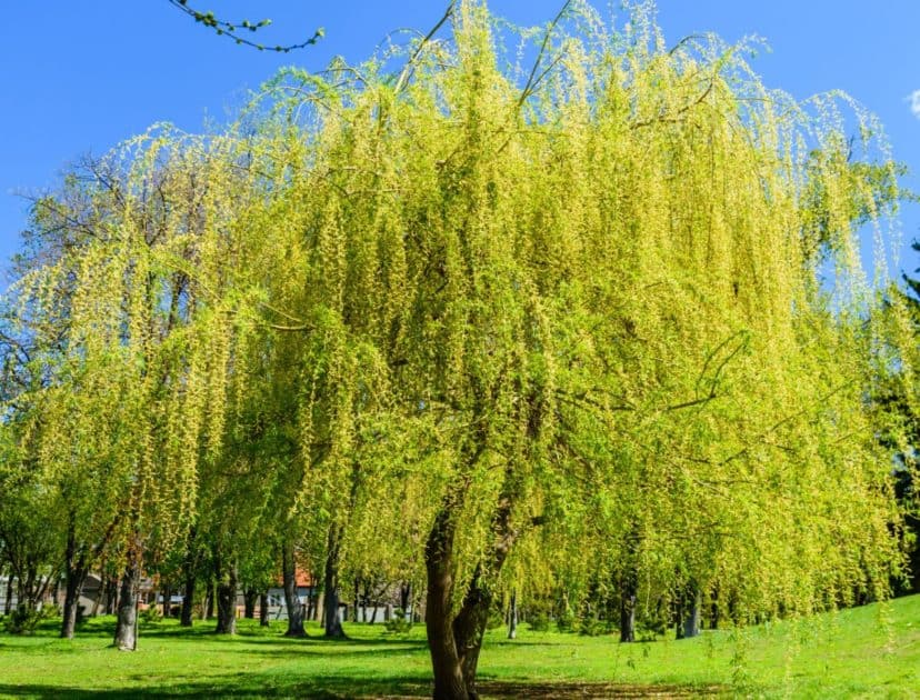 14 Stunning Trees that Make Butterflies Happy