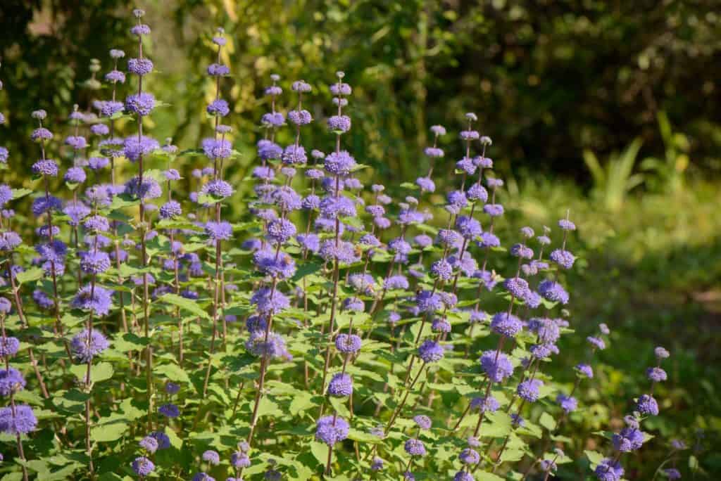 14 Summer Flowering Shrubs for a Stunning Landscape