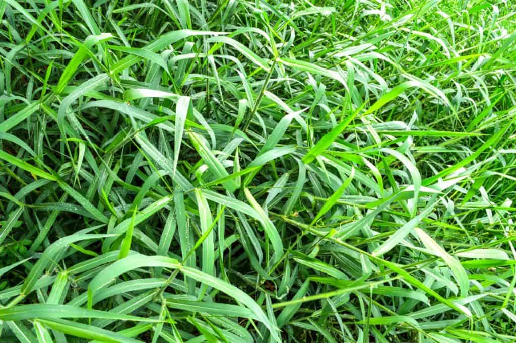 14 Amazing Drought-Resistant Grasses for Desert Conditions