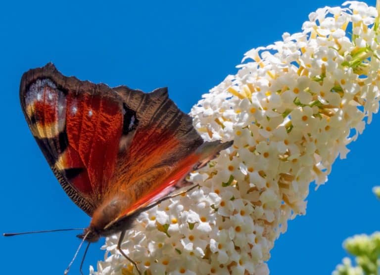 14 Stunning Trees that Make Butterflies Happy