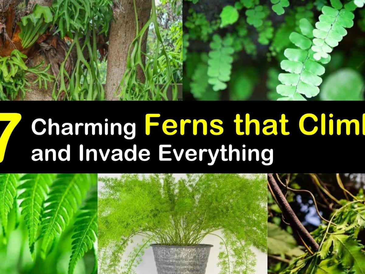 Ferns Plants