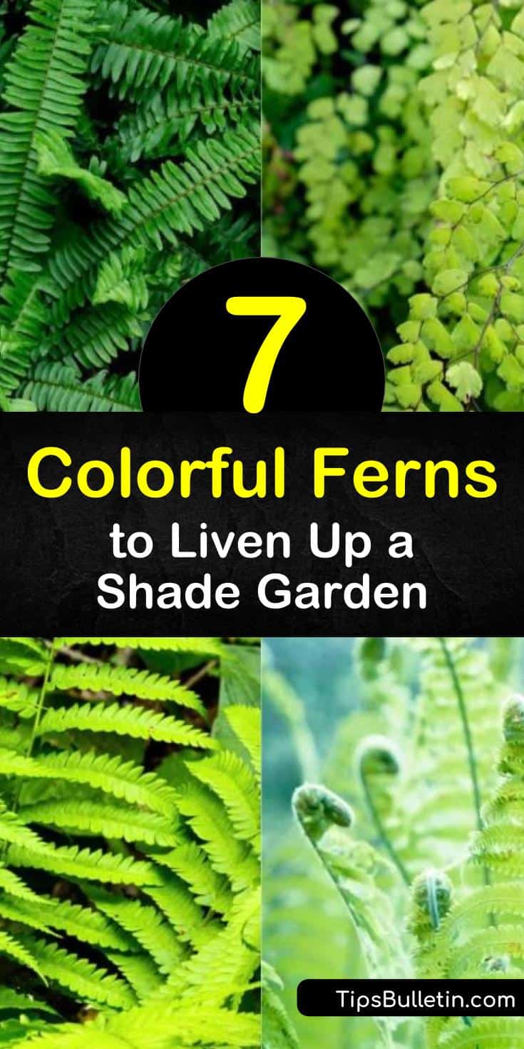 7 Colorful Ferns to Liven Up a Shade Garden