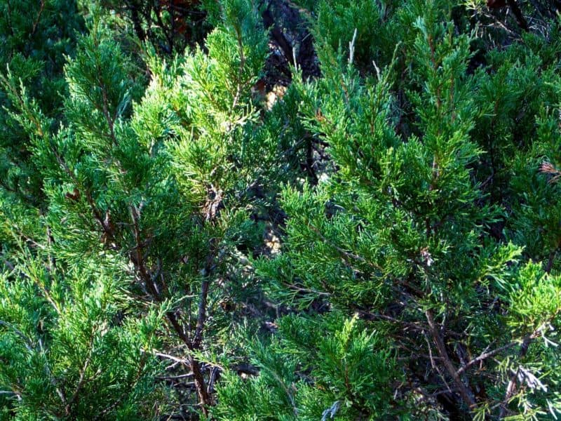 14 Eye-Catching Shrubs to use for a Superior Windbreak