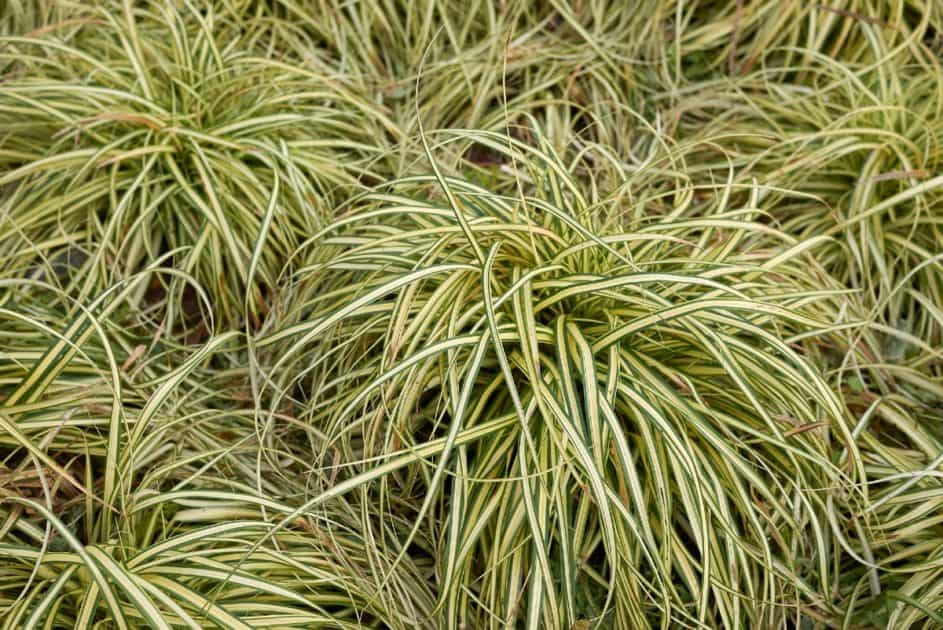 14 Small Ornamental Grasses with Big Appeal