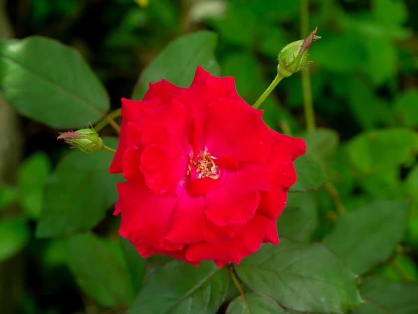 7 Amazing Roses that Shine in the Shade