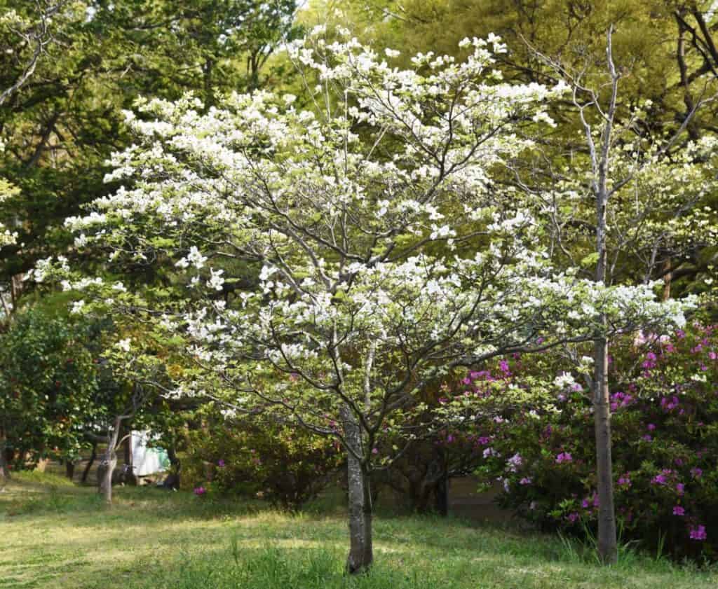 14 Stunning Trees that Make Butterflies Happy